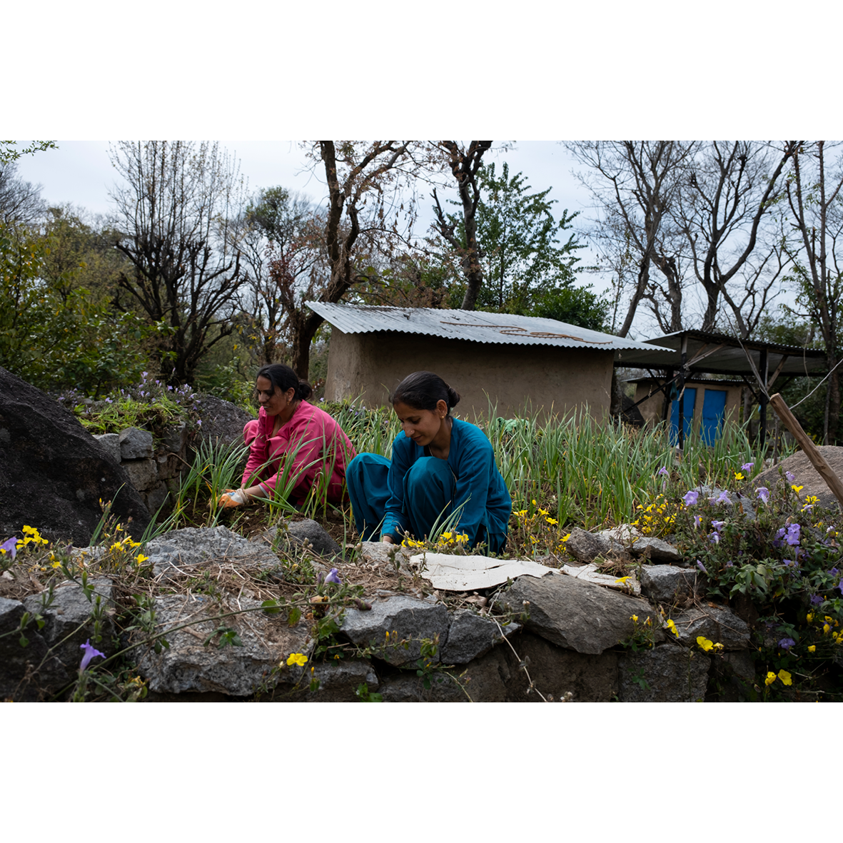 Our Organic Farm | Nishtha